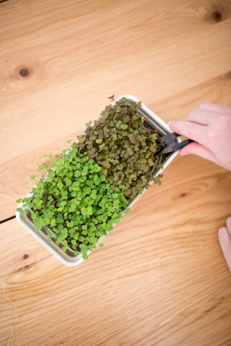 Micropod Micro Snips – Dalston